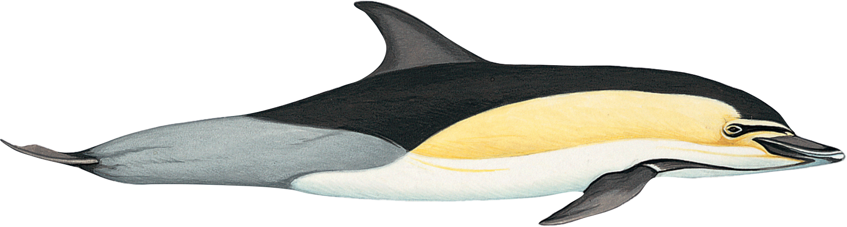 Common dolphin – Manx Whale and Dolphin Watch