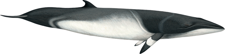 Minke whale – Manx Whale and Dolphin Watch