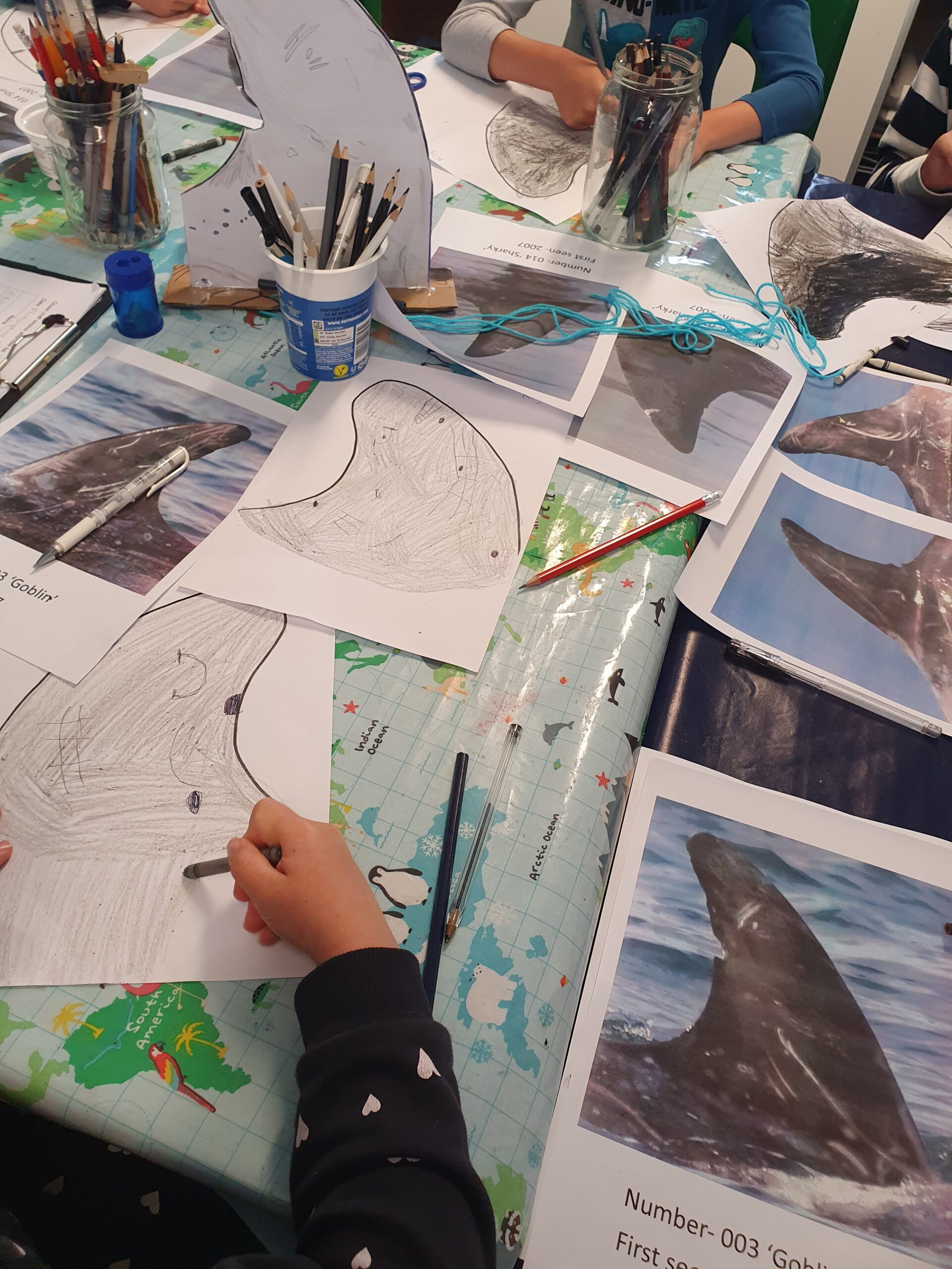 Ocean Crafts – Manx Whale and Dolphin Watch
