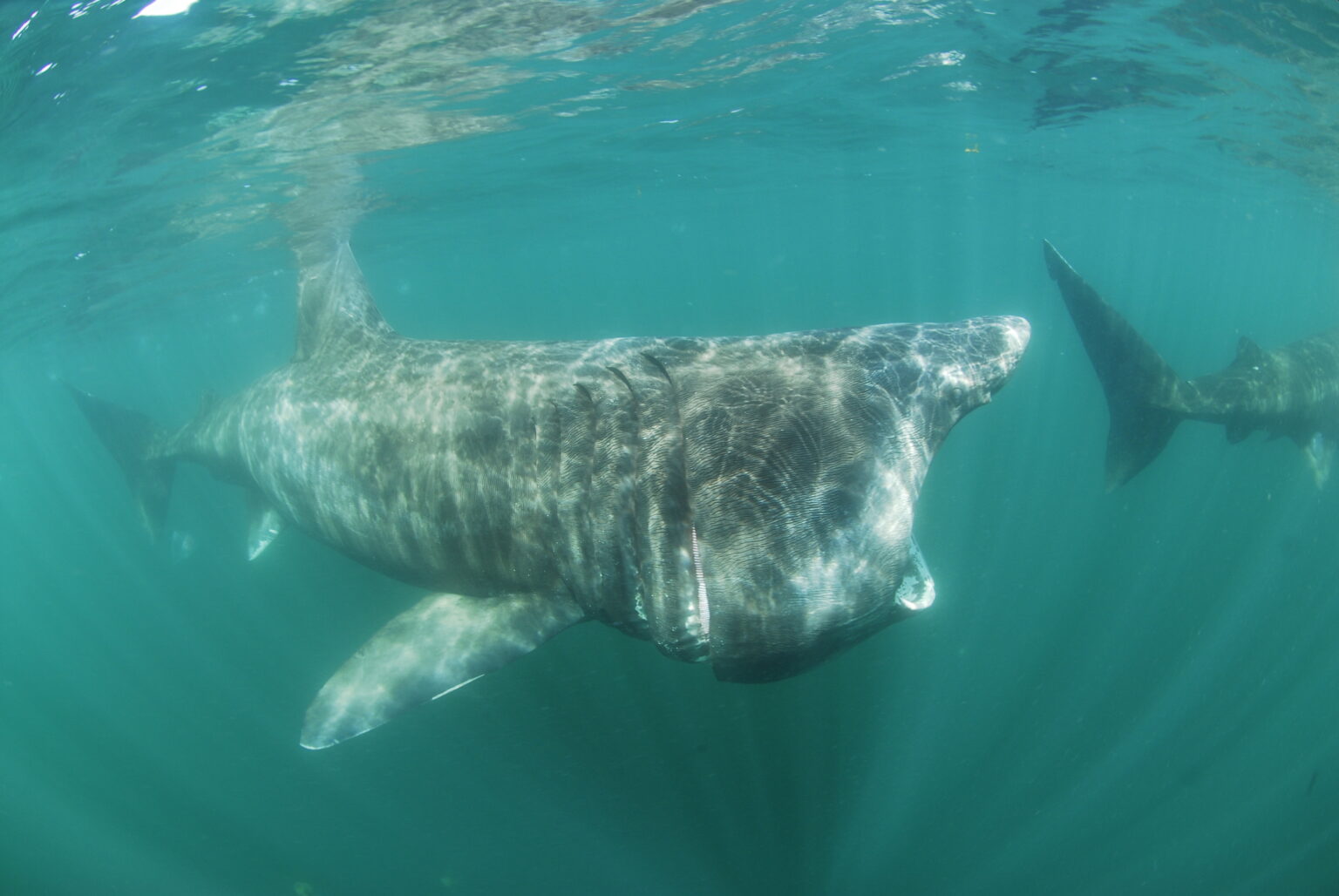 Basking Shark Biology & Anatomy – Manx Whale and Dolphin Watch