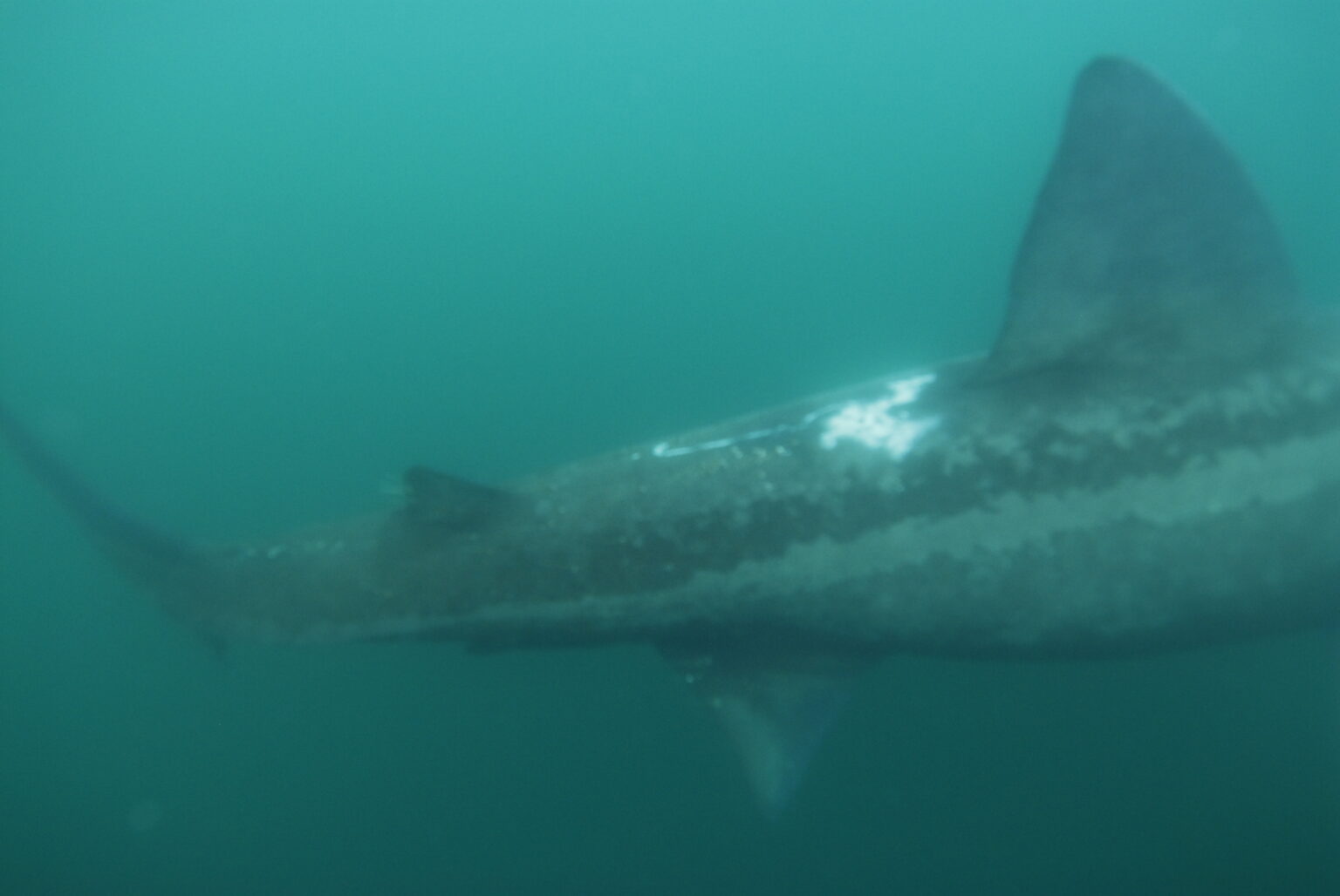Basking Shark Biology & Anatomy – Manx Whale and Dolphin Watch