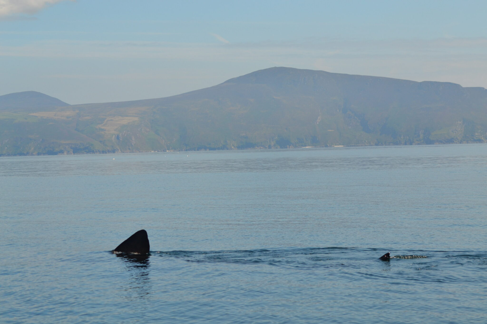 Basking shark – Manx Whale and Dolphin Watch