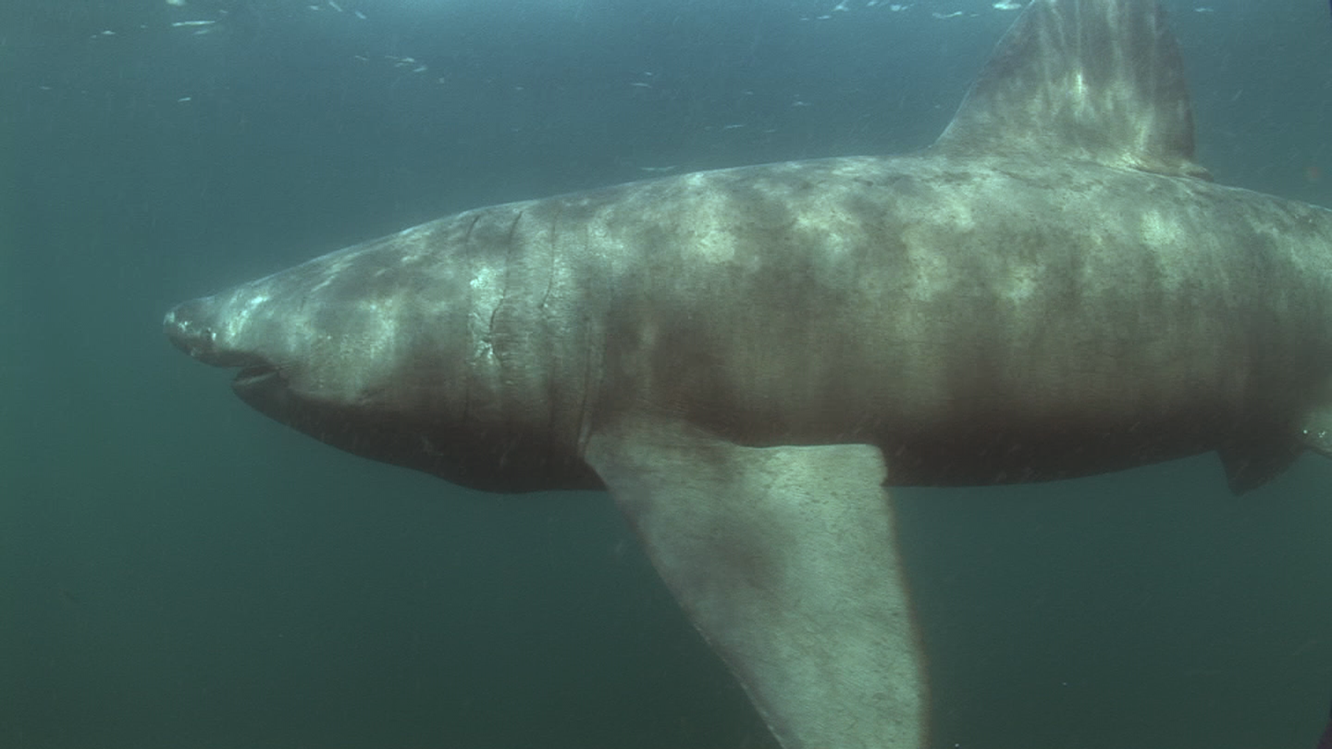 Basking Shark Biology & Anatomy – Manx Whale and Dolphin Watch