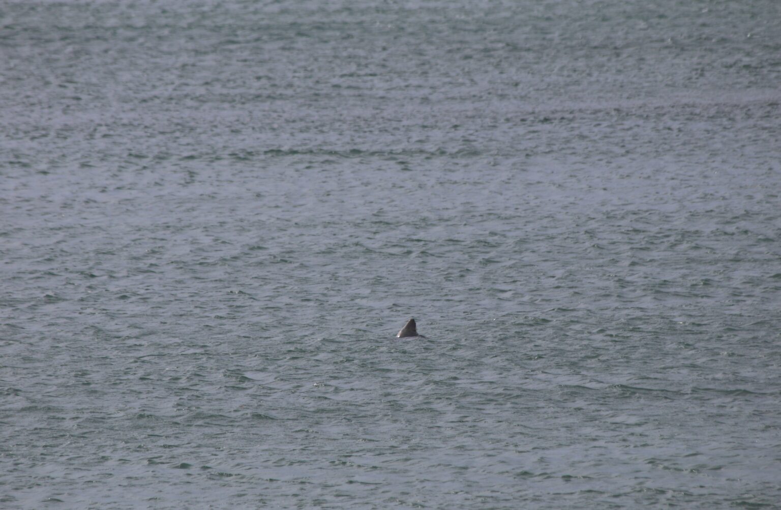 Basking shark – Manx Whale and Dolphin Watch