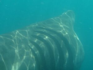 Basking Shark Biology & Anatomy – Manx Whale and Dolphin Watch