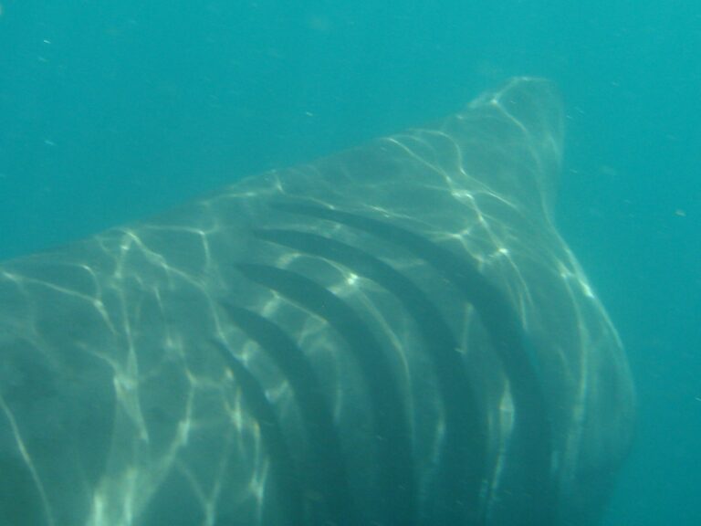 Basking Shark Biology & Anatomy – Manx Whale and Dolphin Watch