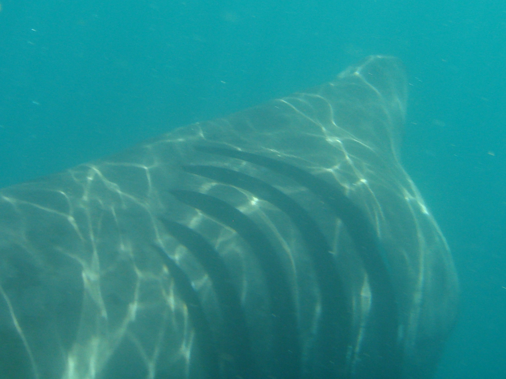 Basking Shark Biology & Anatomy – Manx Whale and Dolphin Watch