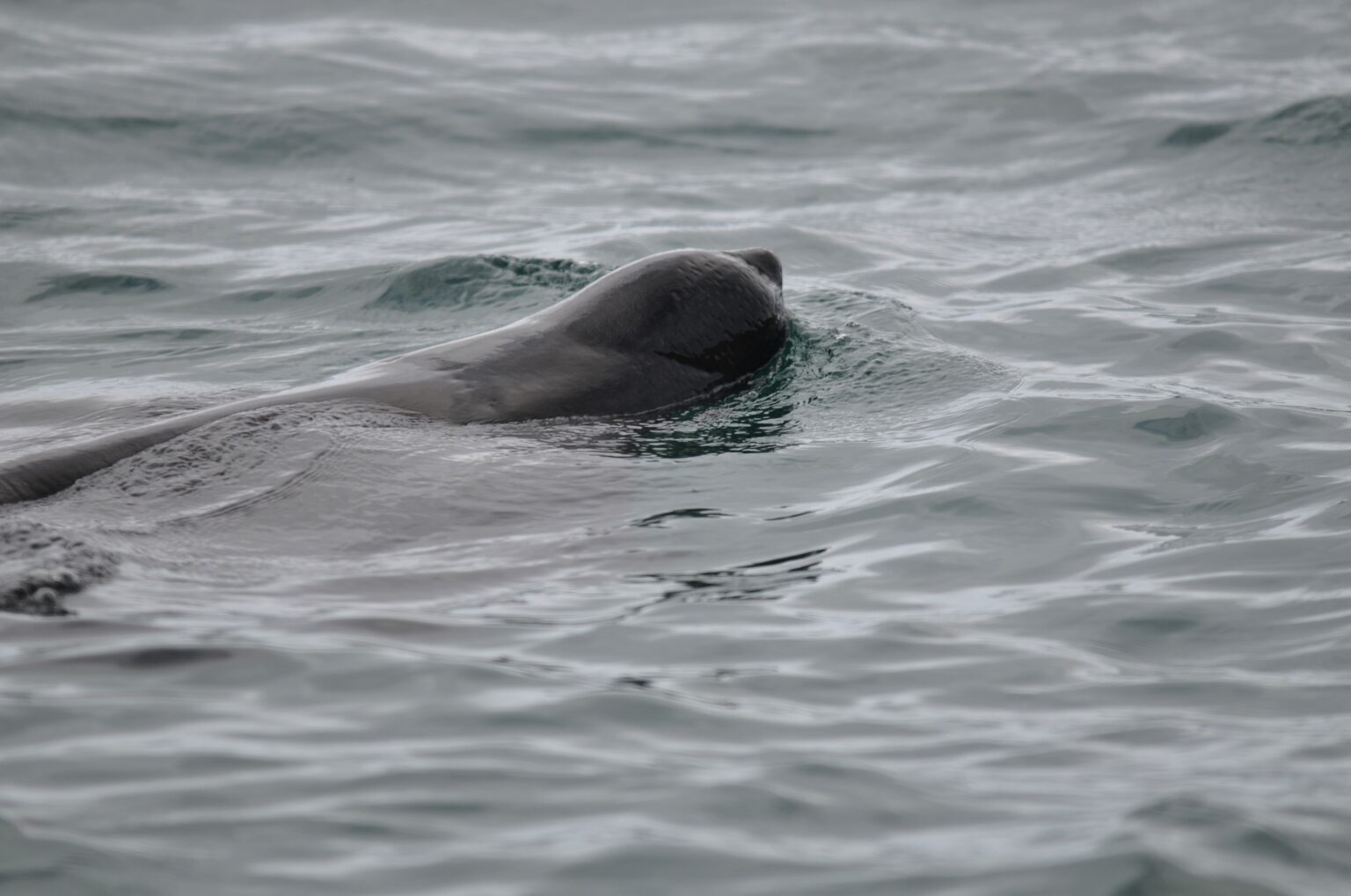 Basking Shark Biology And Anatomy Manx Whale And Dolphin Watch