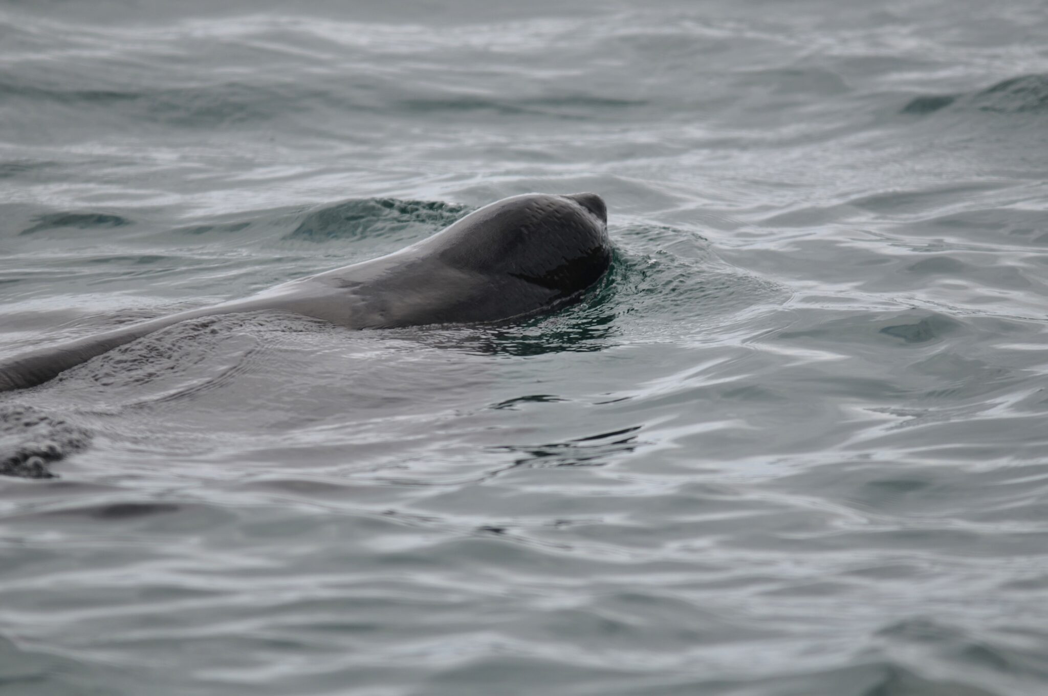 Basking Shark Biology & Anatomy – Manx Whale and Dolphin Watch