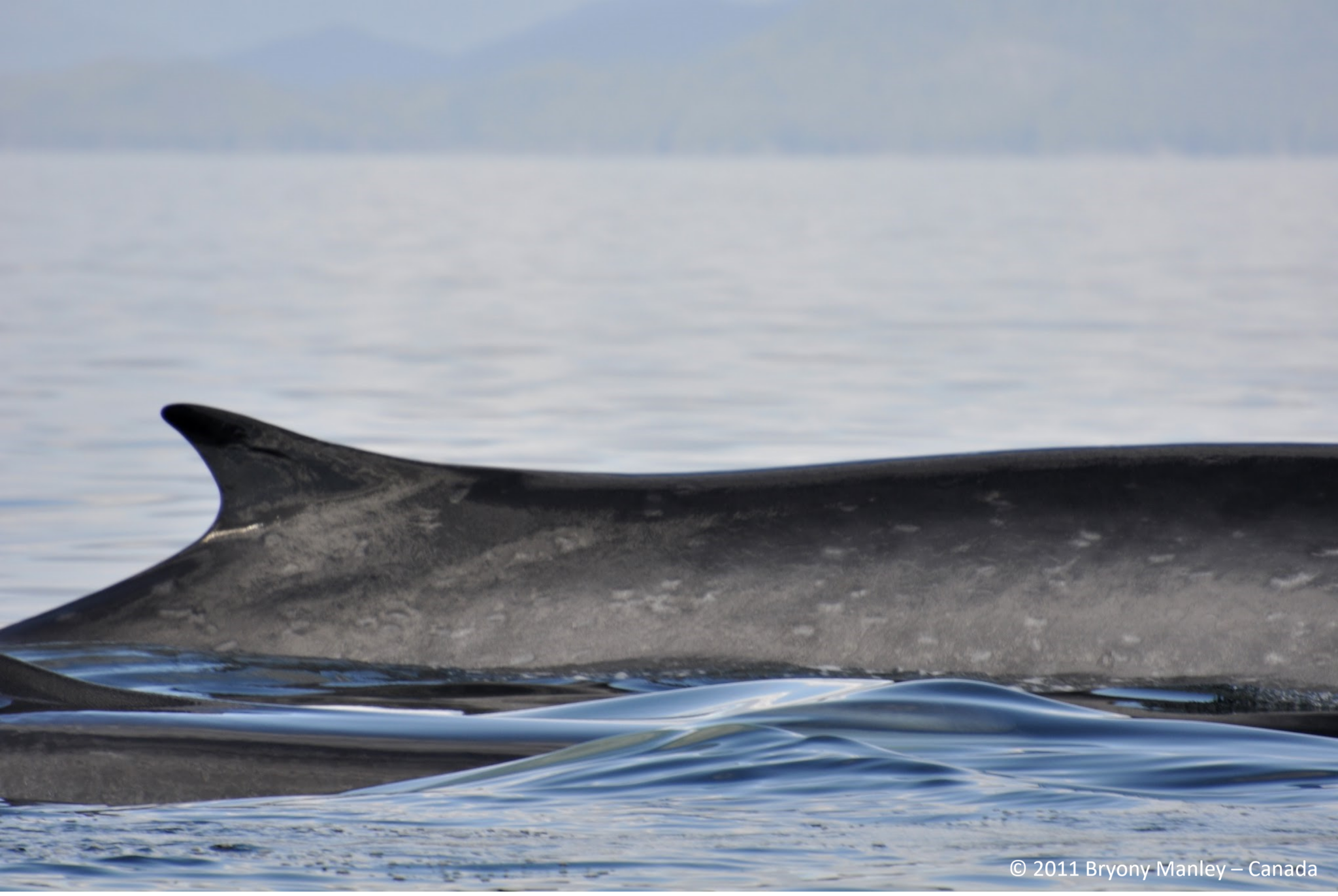 Fin whale – Manx Whale and Dolphin Watch