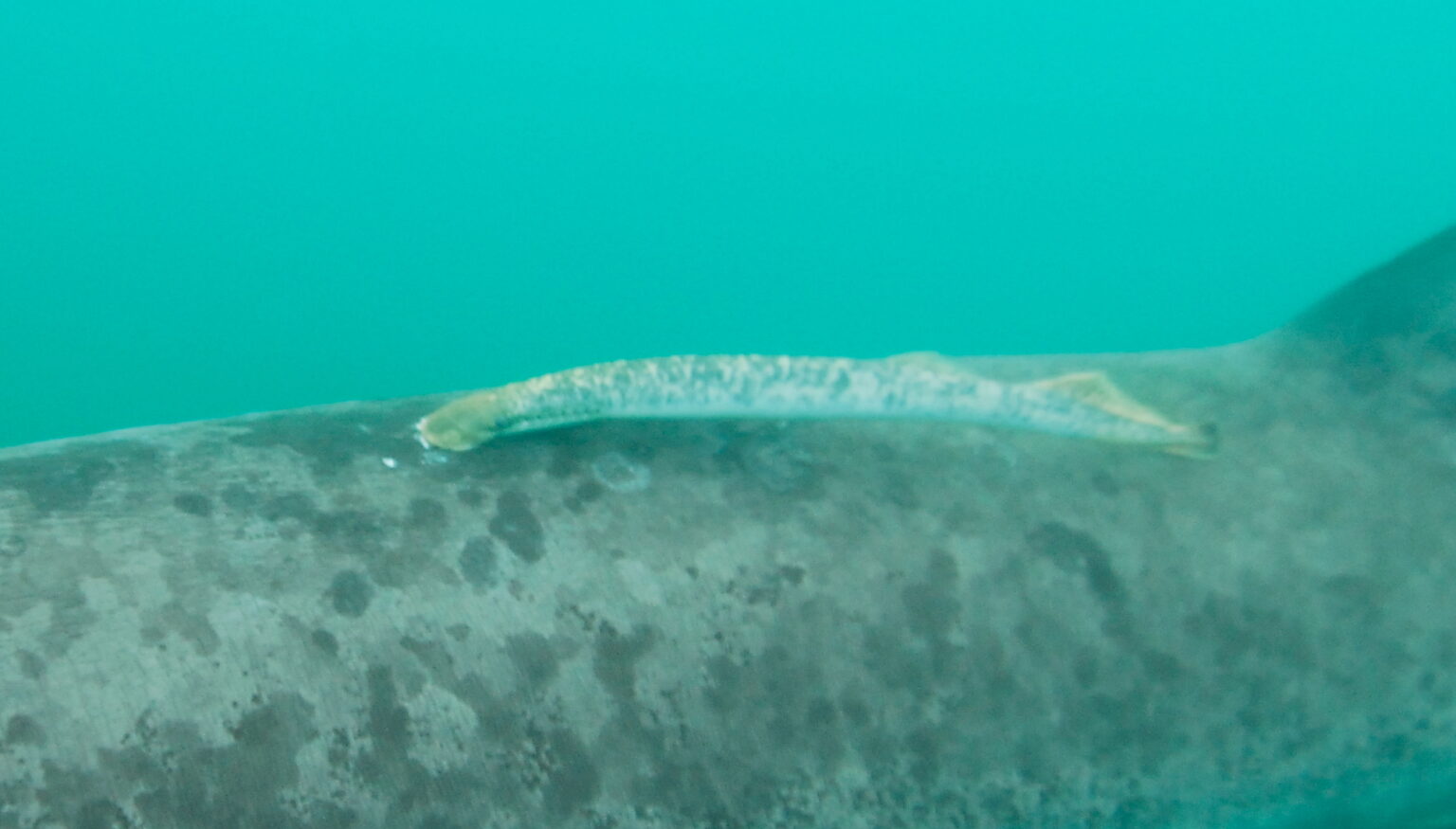 Basking Shark Biology & Anatomy – Manx Whale and Dolphin Watch