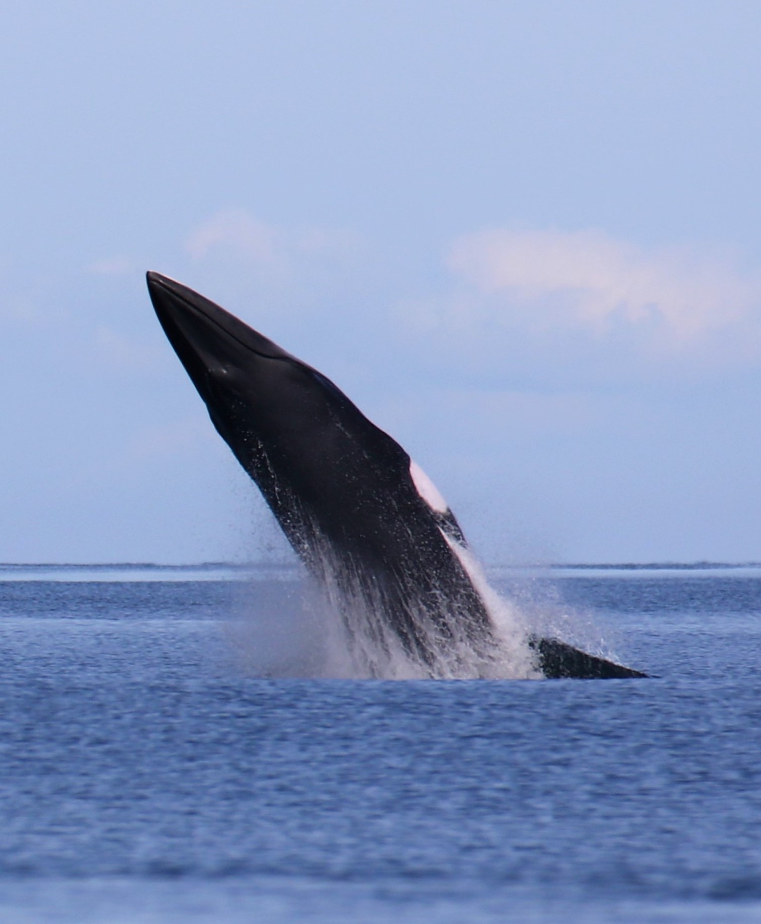 Minke whale – Manx Whale and Dolphin Watch