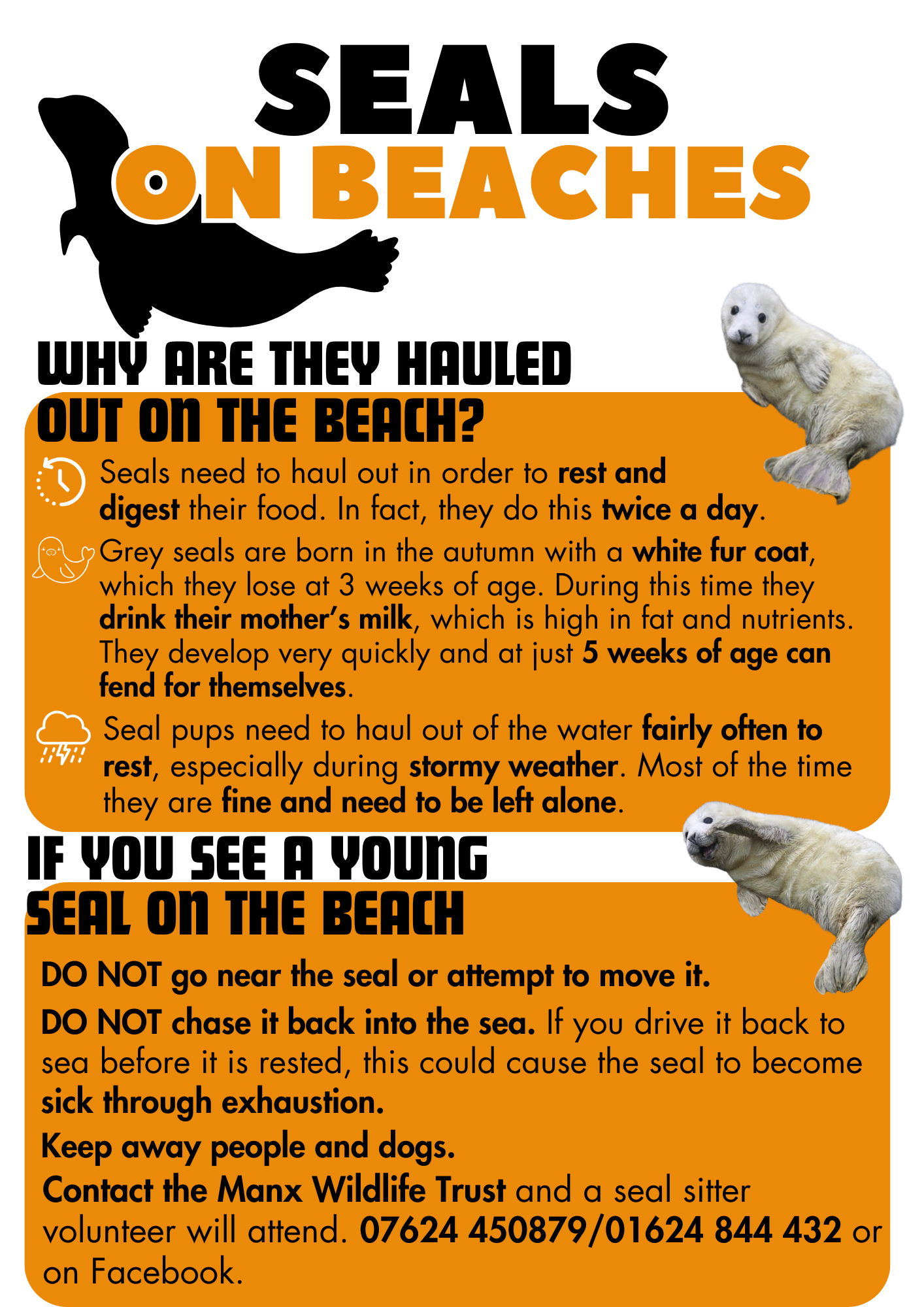 Strandings – Manx Whale and Dolphin Watch